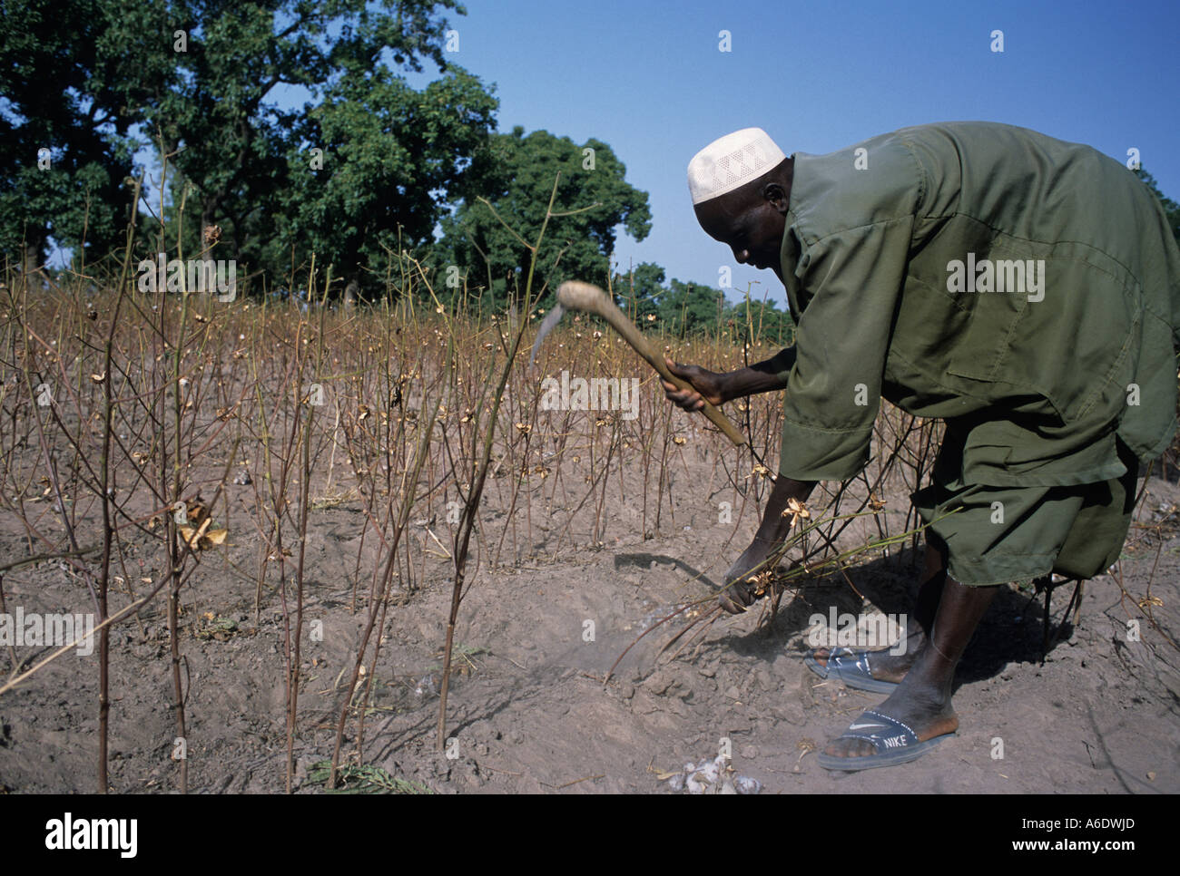 Cotton farming africa hi-res stock photography and images - Alamy
