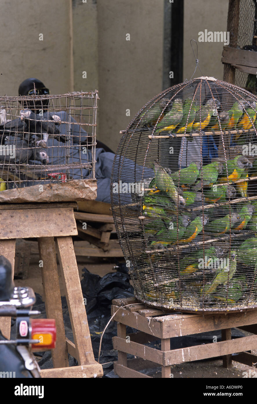 A stall selling wild birds in Bamako the capital of Mali Stock Photo ...