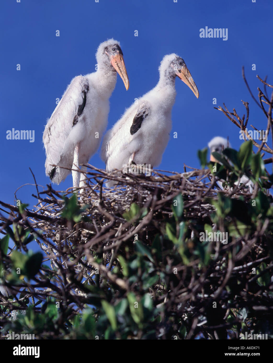 Wood Storks Mycteria americana juveniles in red mangrove rookery on the ...