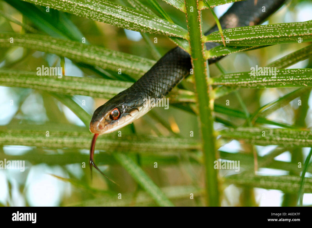 Southern Black Racer Coluber constrictor in palm tree snakes reptiles ...