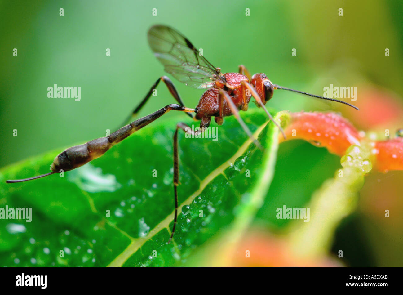 family Ichneumonidae common name Ichneumon wasps female insects bugs ...