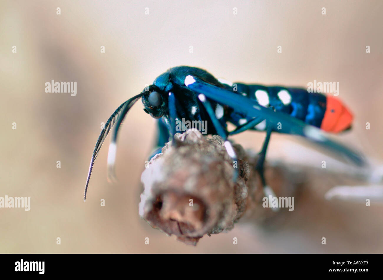 Oleander moth Syntomeida epilais commonly called the polka dot wasp ...