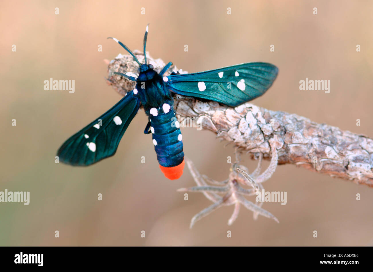 Oleander moth Syntomeida epilais commonly called the polka dot wasp ...