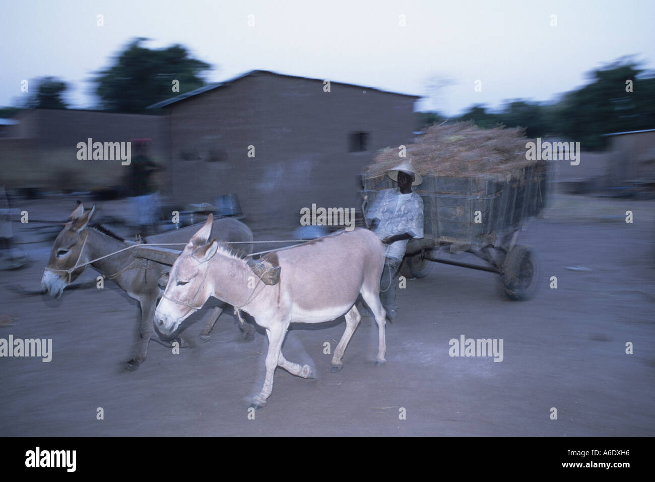 Mule wagon in a Cotton farmer s village Salia in the Beleco region Mali ...