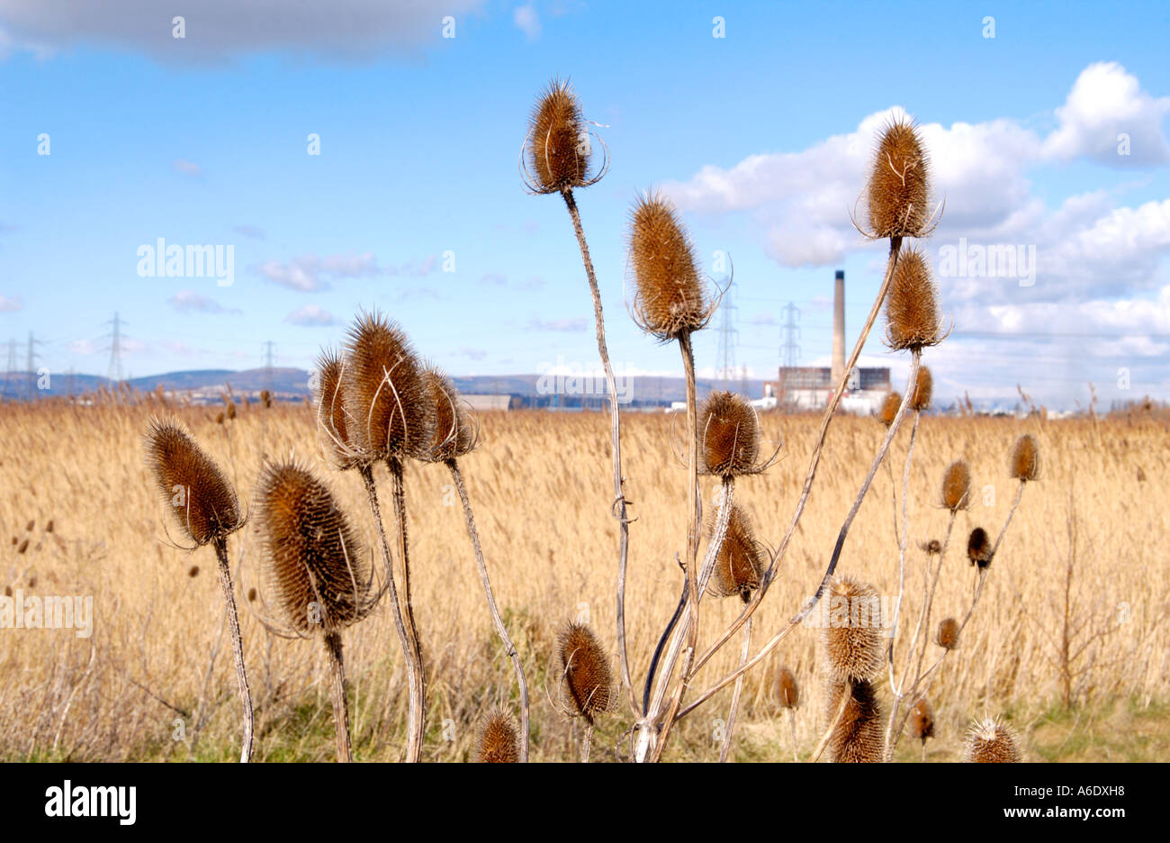 Teasel Dipsacus fullonum growing in the Newport Wetlands National ...