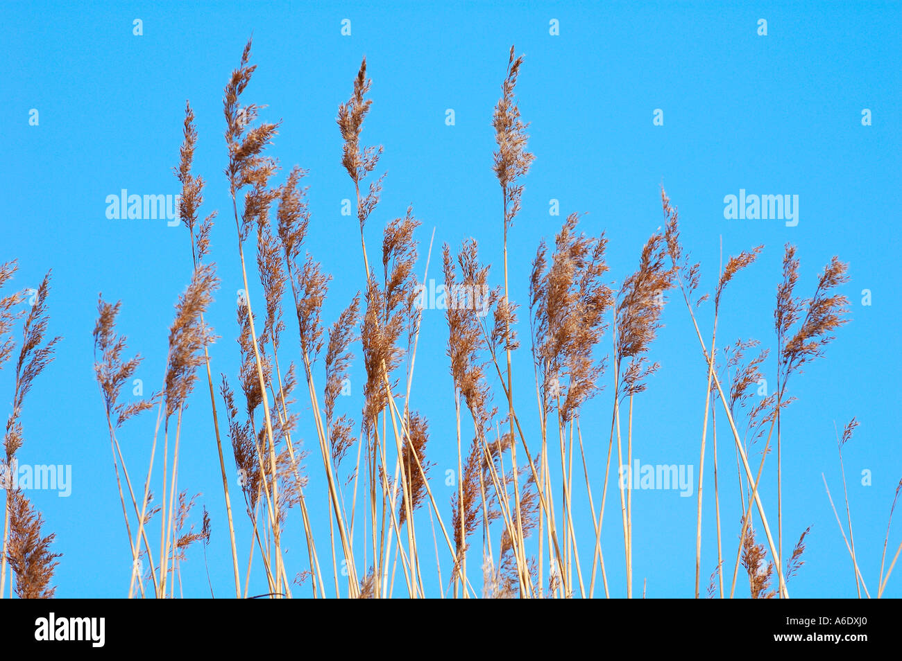 Reeds growing in the Newport Wetlands National Nature Reserve at ...