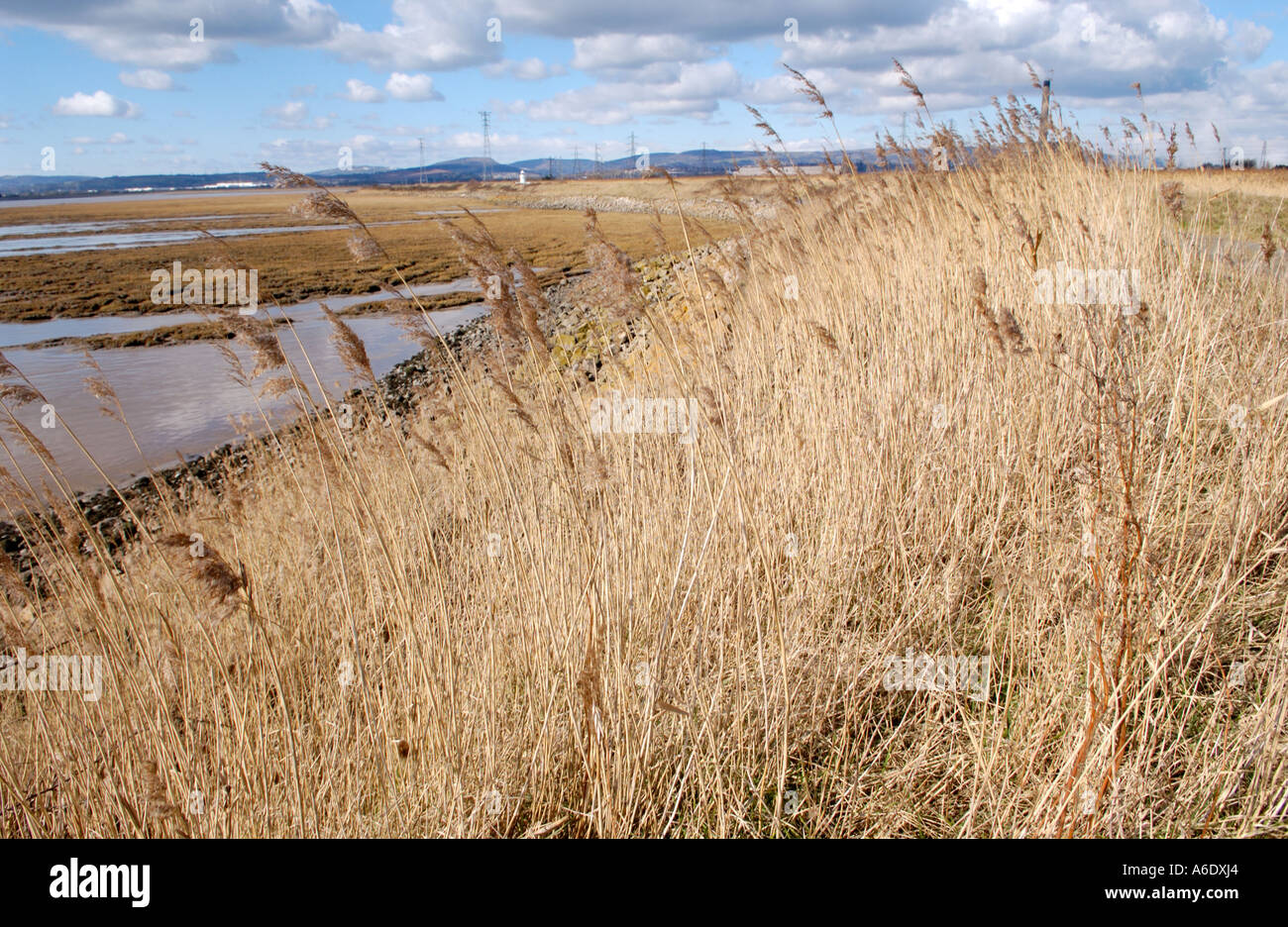 Tidal foreshore with reeds at the edge of Newport Wetlands National ...
