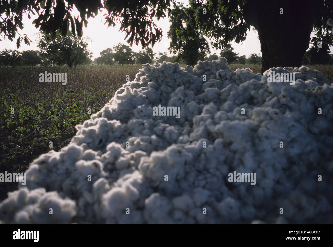 Collecting cotton Salia in the Beleco region Mali Stock Photo - Alamy