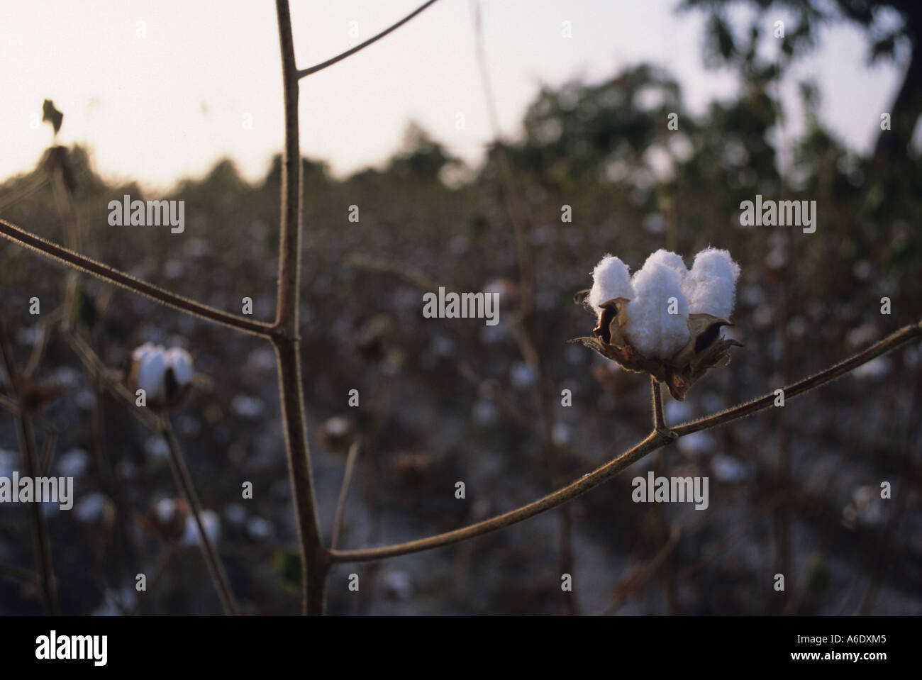 Cotton growing region hi-res stock photography and images - Alamy