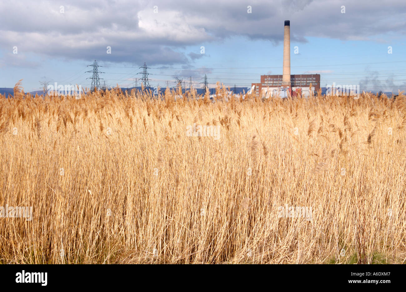 Reed beds at Newport Wetlands National Nature Reserve overlooked by Usk ...