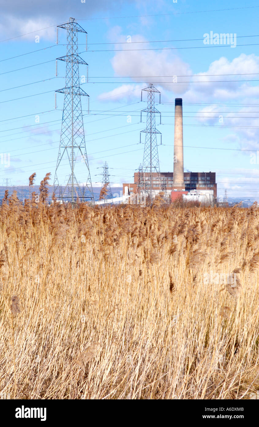 Reed bed at Newport Wetlands National Nature Reserve overlooked by Usk ...