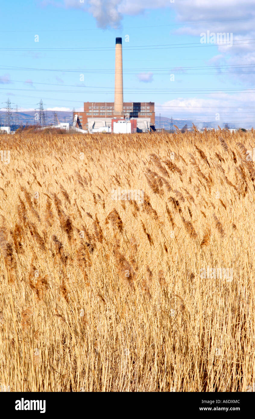 Reed beds at Newport Wetlands National Nature Reserve overlooked by Usk ...