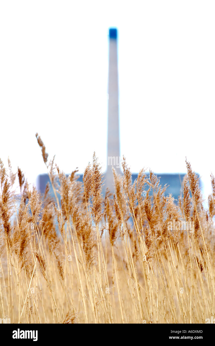 Reed beds at Newport Wetlands National Nature Reserve overlooked by Usk ...