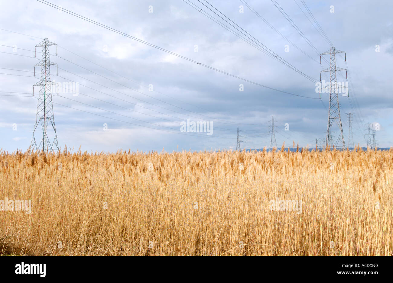 Reed beds with pylons and power lines over at Newport Wetlands National ...