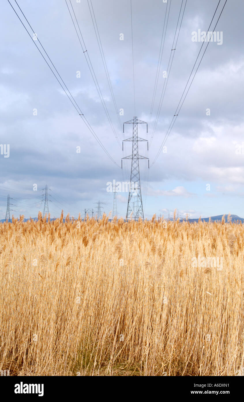 Reed beds with pylons and power lines over at Newport Wetlands National ...
