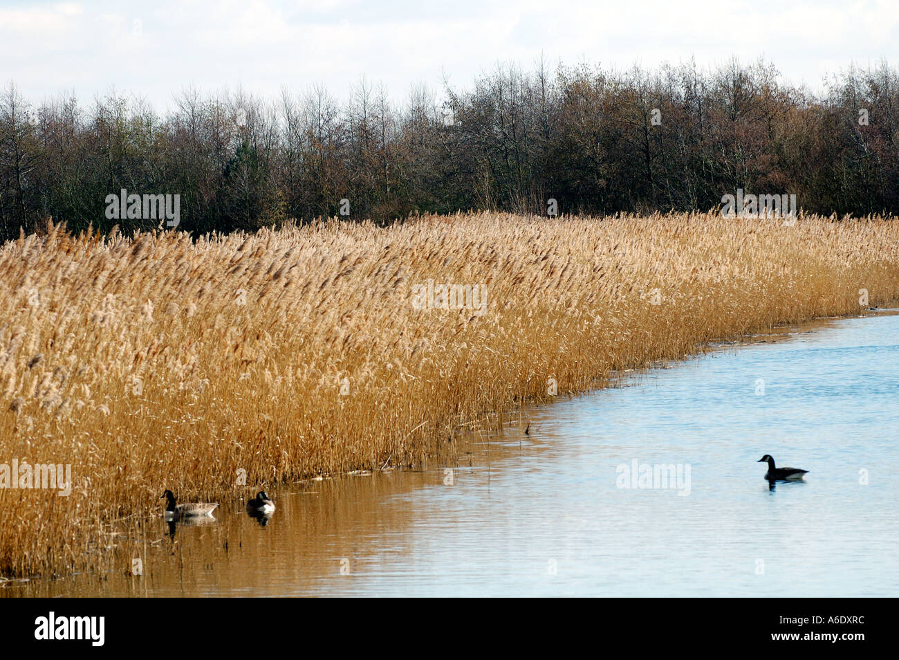 Reeds and lagoon with ducks at Newport Wetlands National Nature Reserve ...