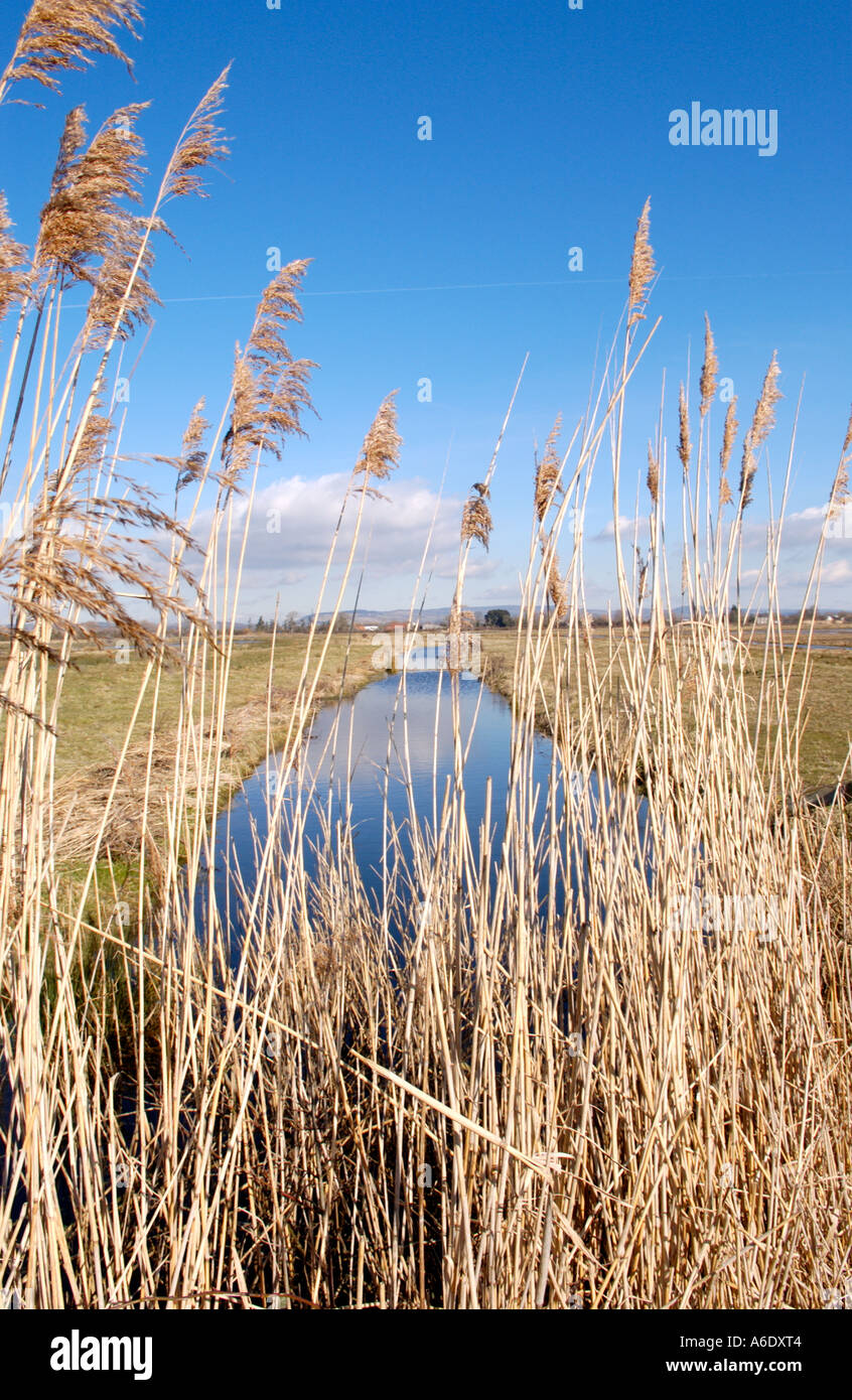 Drainage channel with reeds at Newport Wetlands National Nature Reserve ...