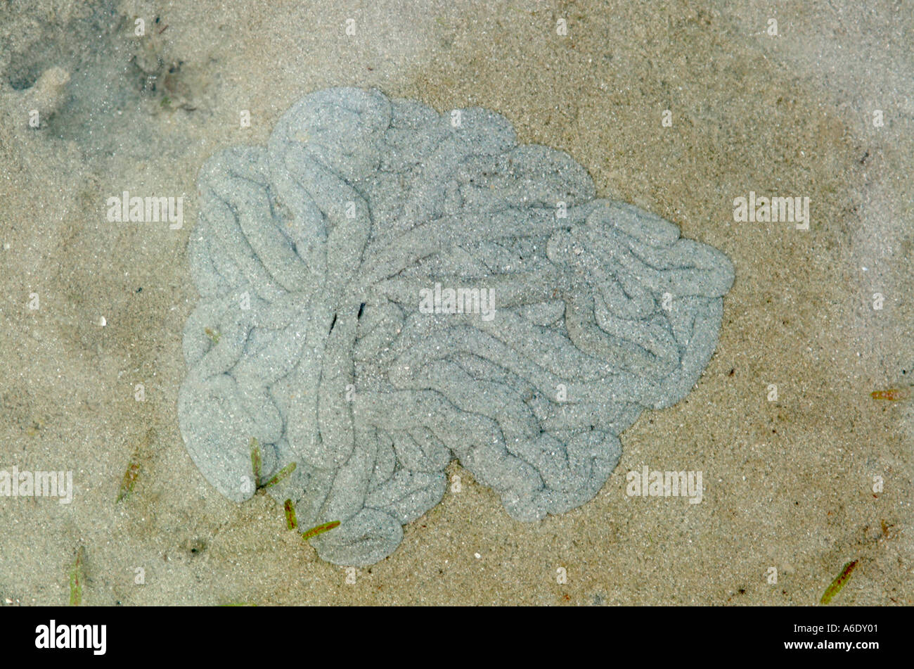 Sand pushed up in an under water pile from a marine worm Indian River ...