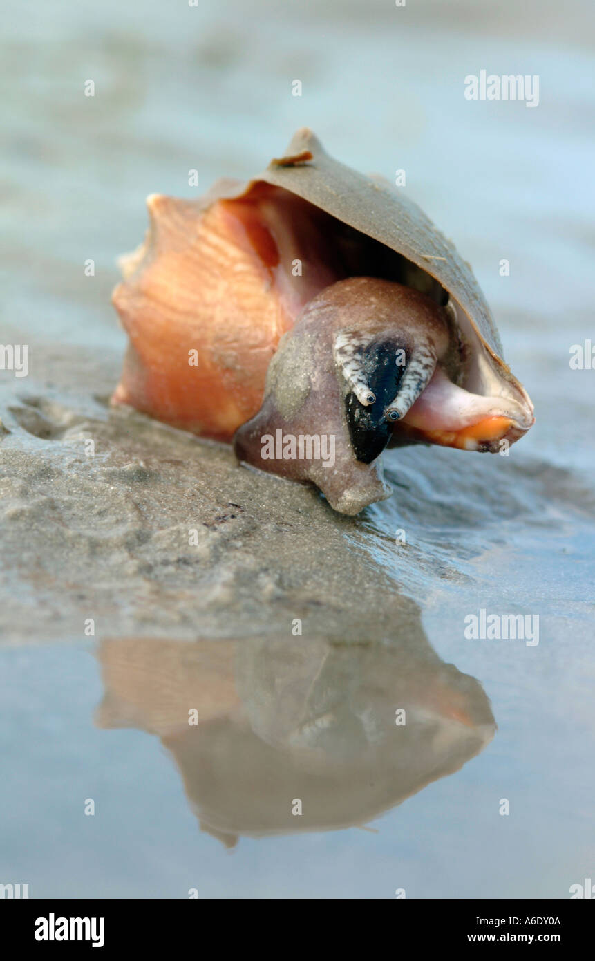 Juvenile Queen Conch Strombus gigas making its way off an exposed ...