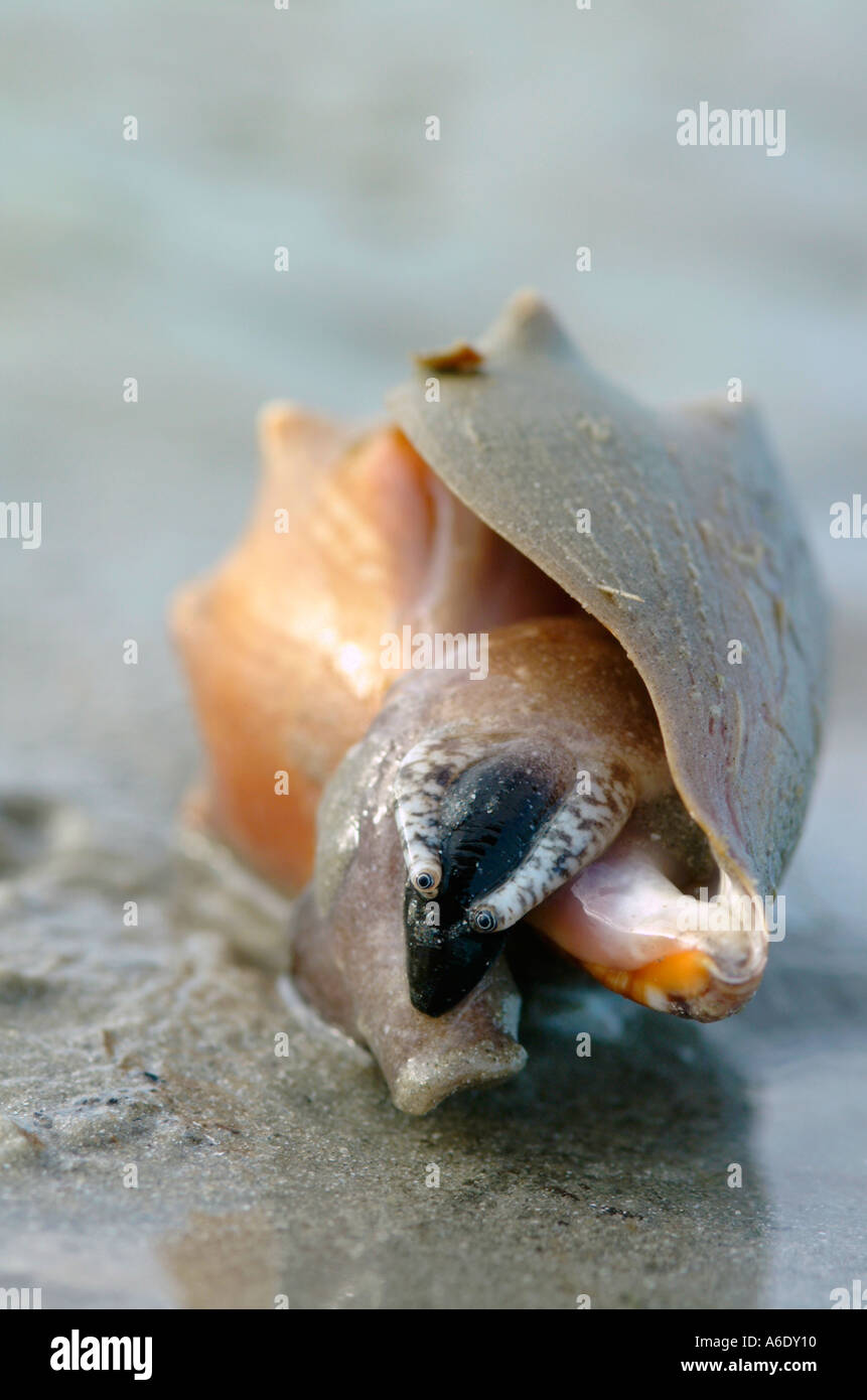 Juvenile Queen Conch Strombus gigas making its way off an exposed ...