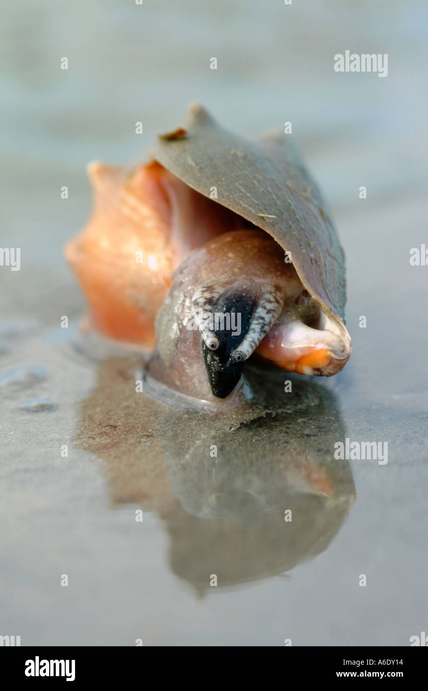 Strombus gigas hi-res stock photography and images - Alamy