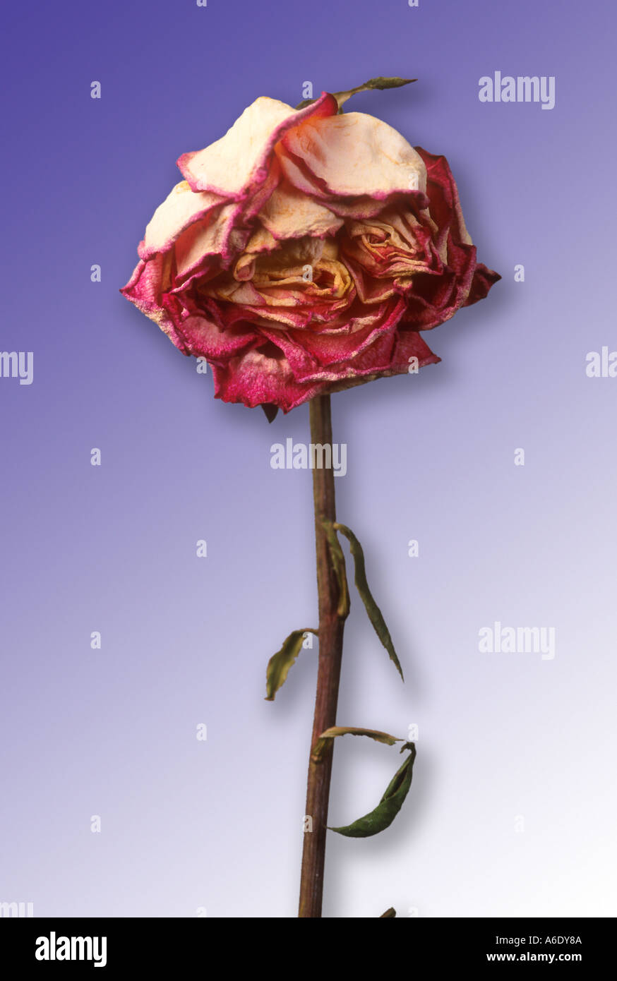 Dried rose with face personality humor odd strange interesting dry ...