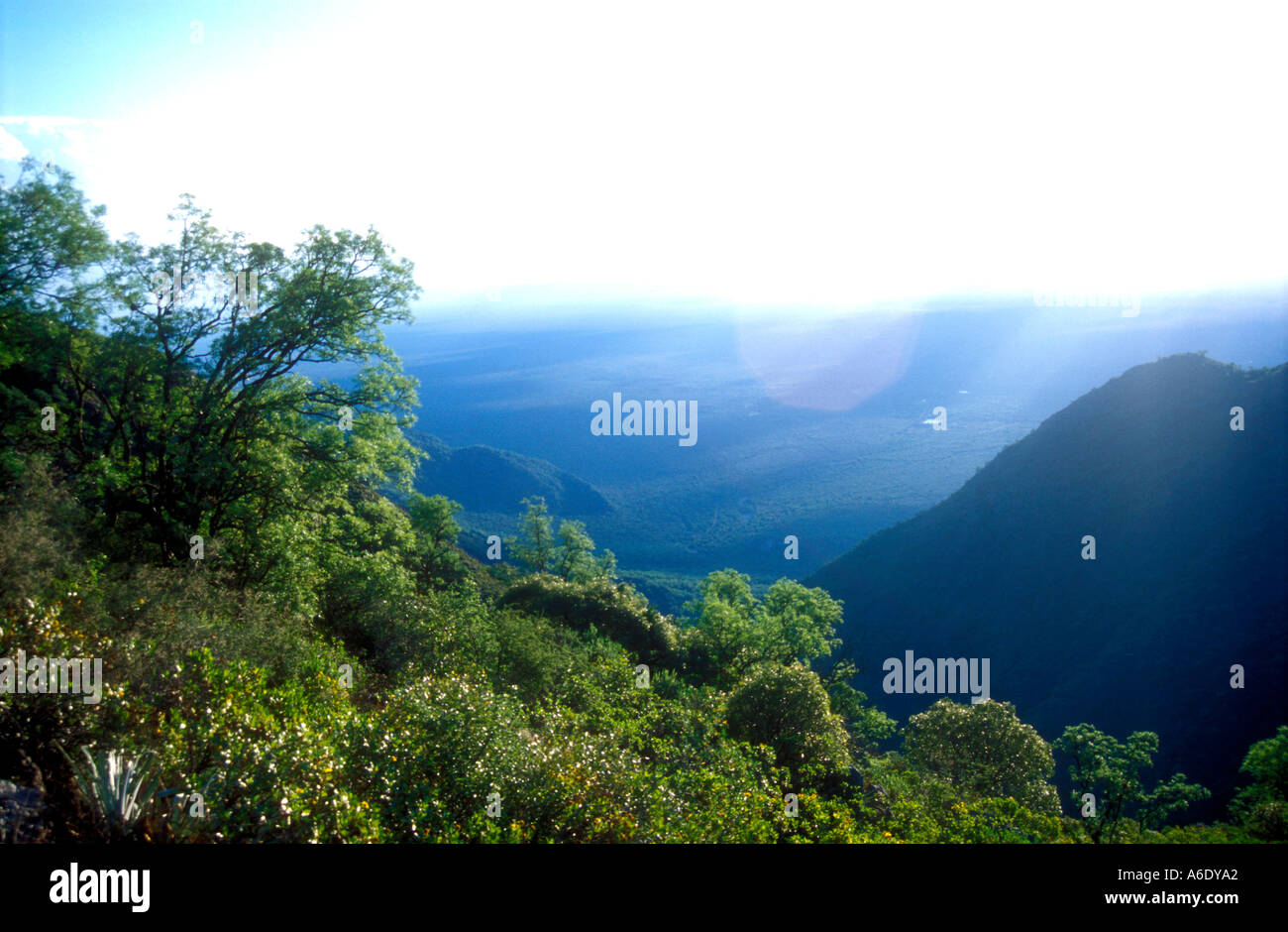 Quebracho tree hi-res stock photography and images - Alamy