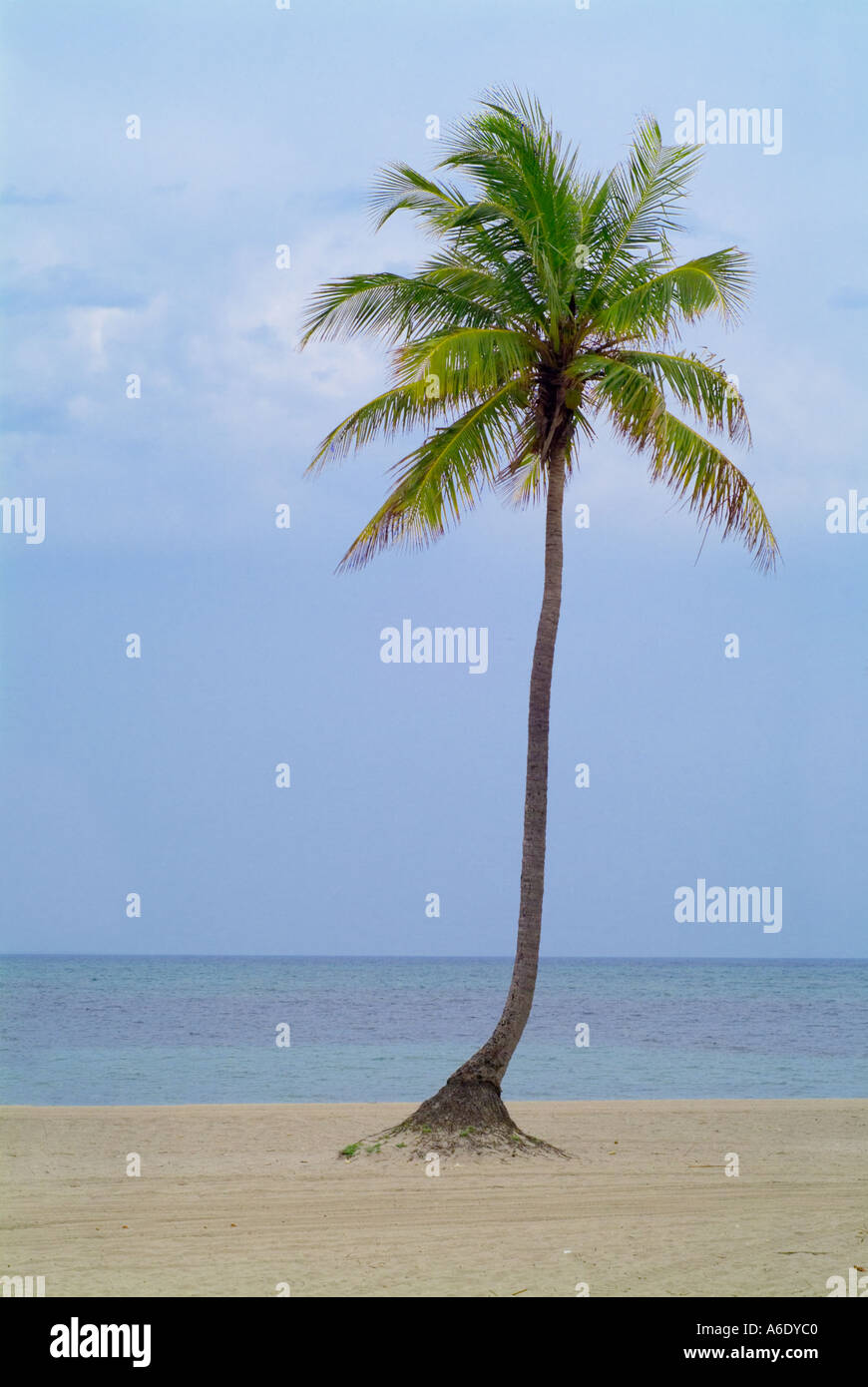 single lonely palm tree growing in sand on tropical beach Miami Florida ...