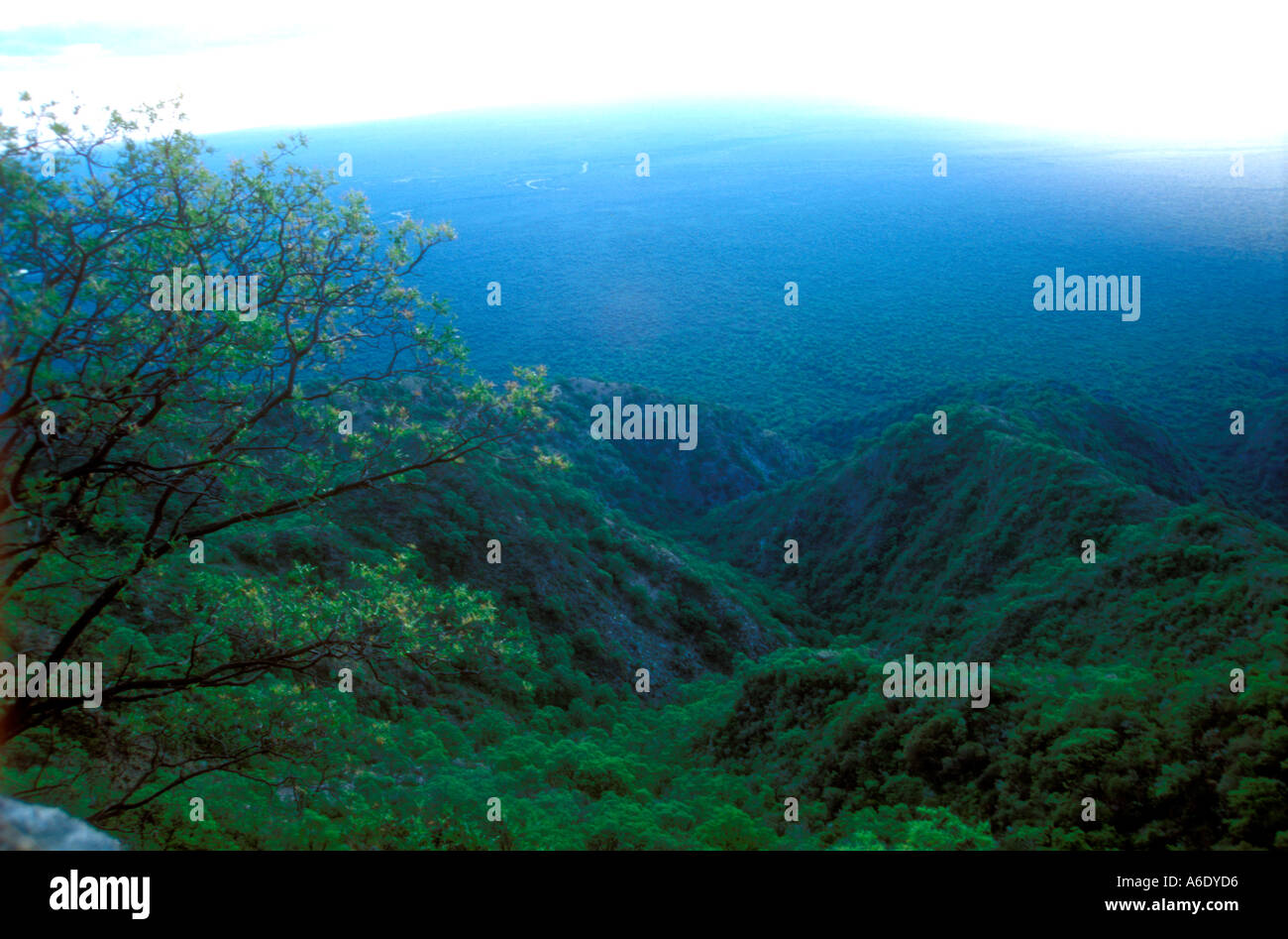 Quebracho tree hi-res stock photography and images - Alamy