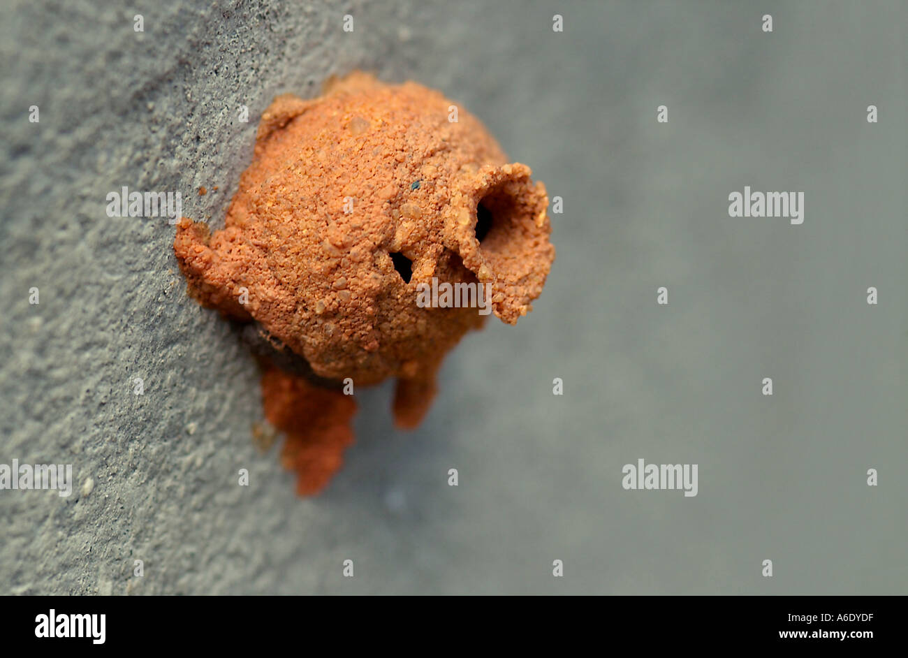 potter wasp nest insect bug Stock Photo - Alamy