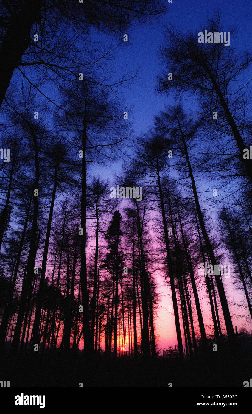 Sunset silhouette trees in hi-res stock photography and images - Alamy