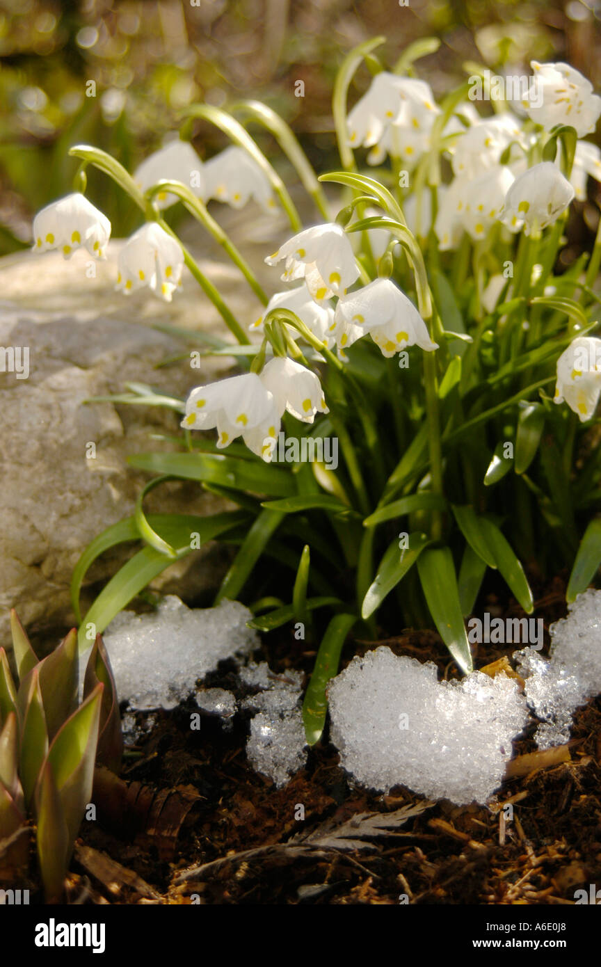 The march cup spring knot flower hi-res stock photography and images ...