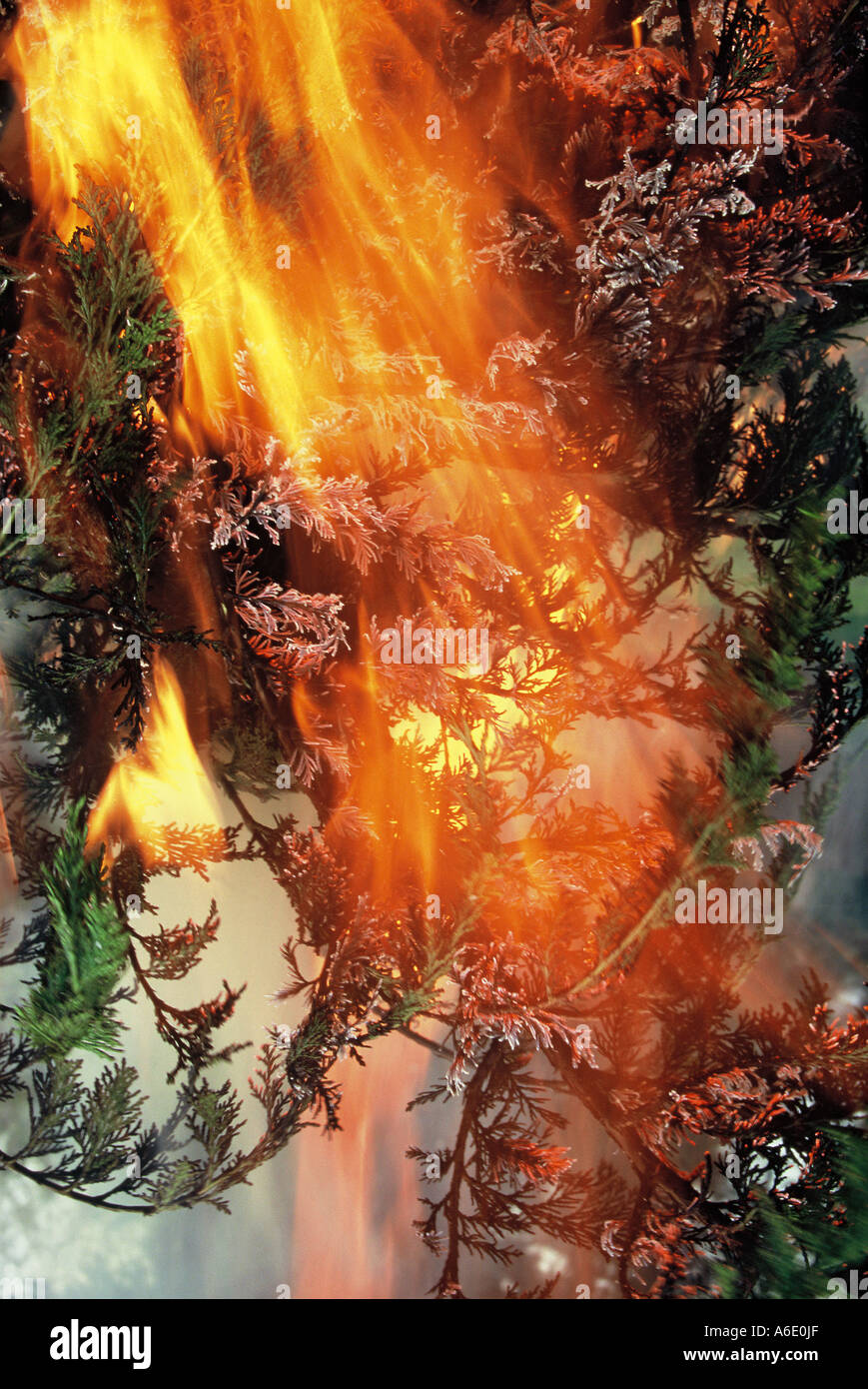 Burning cedar tree, British Columbia, Canada Stock Photo - Alamy