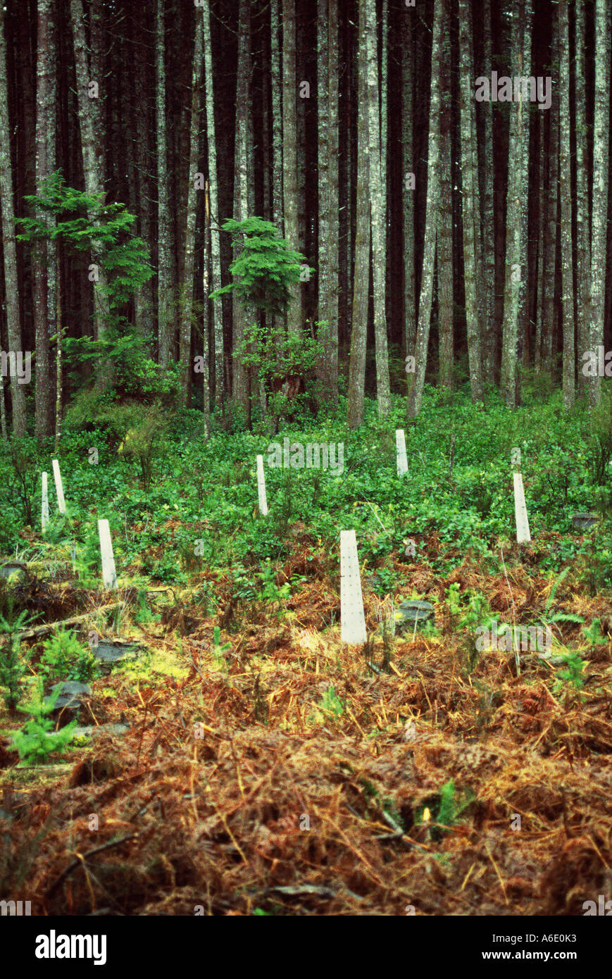 Cedar saplings growing in protectors replanted forest British Columbia ...