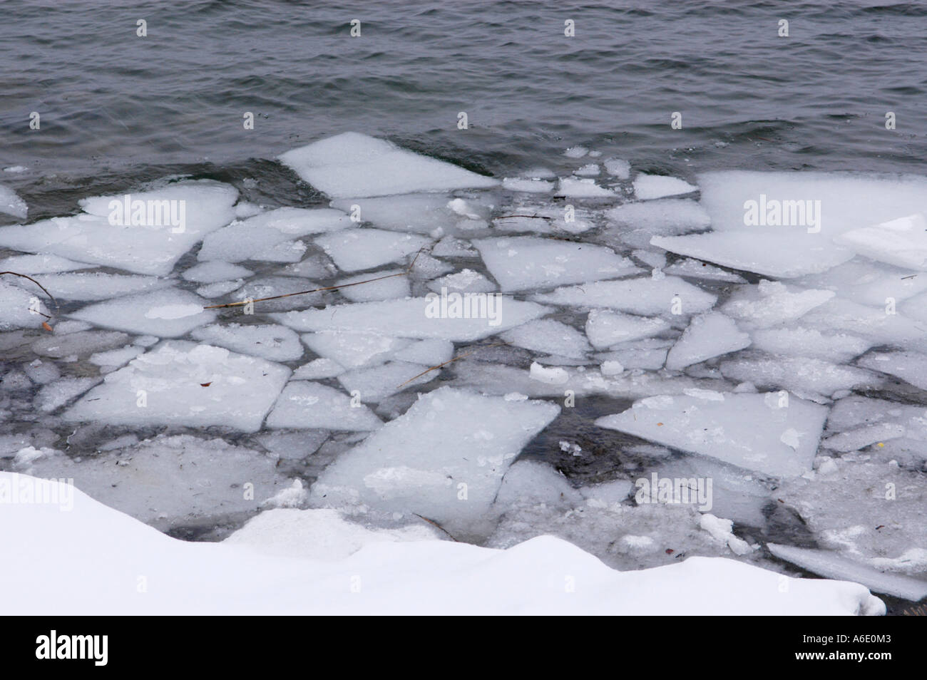 Ice floe swimming at the water surface Stock Photo - Alamy