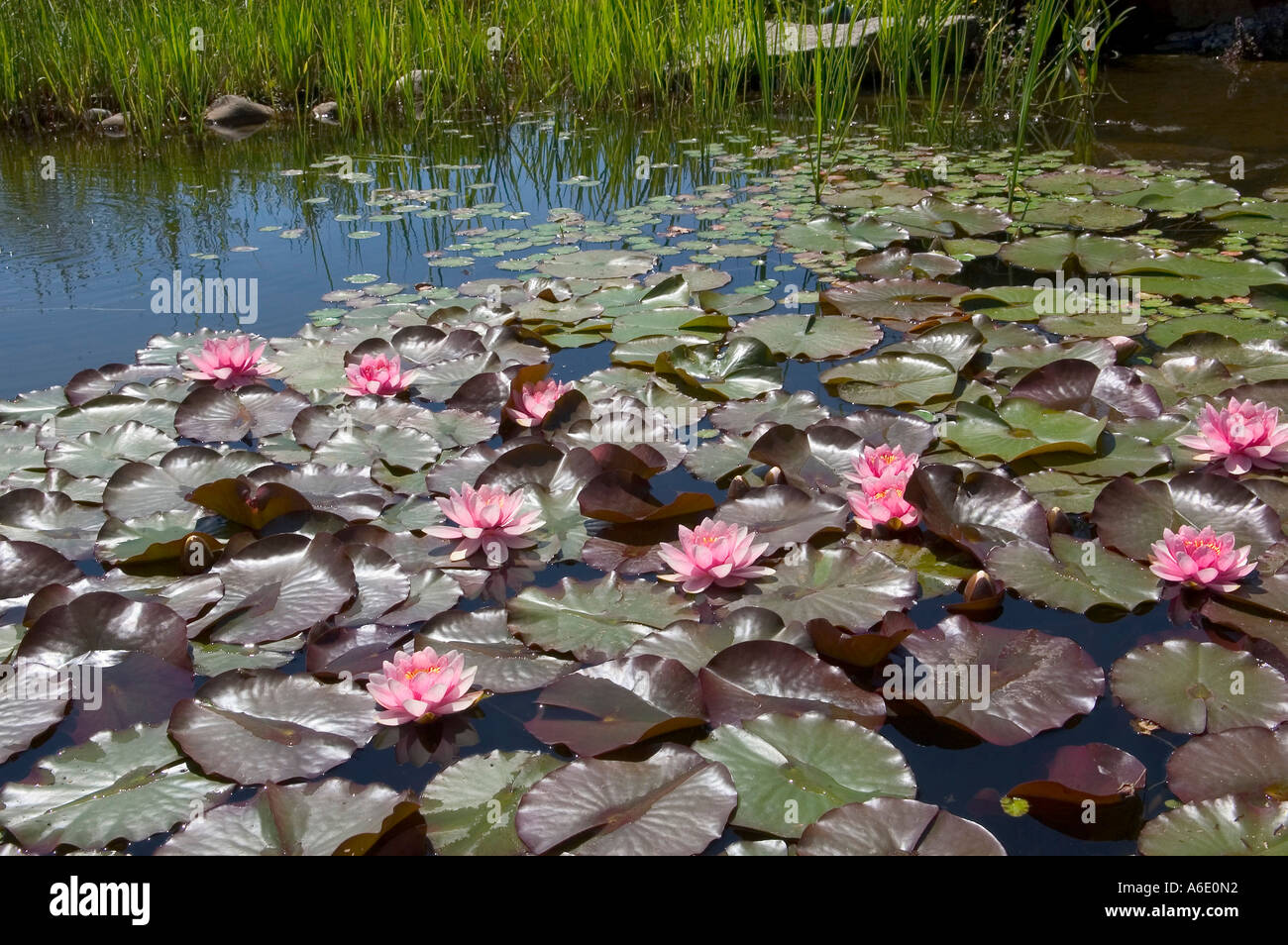 Pond with sea-roses in bloom Stock Photo - Alamy