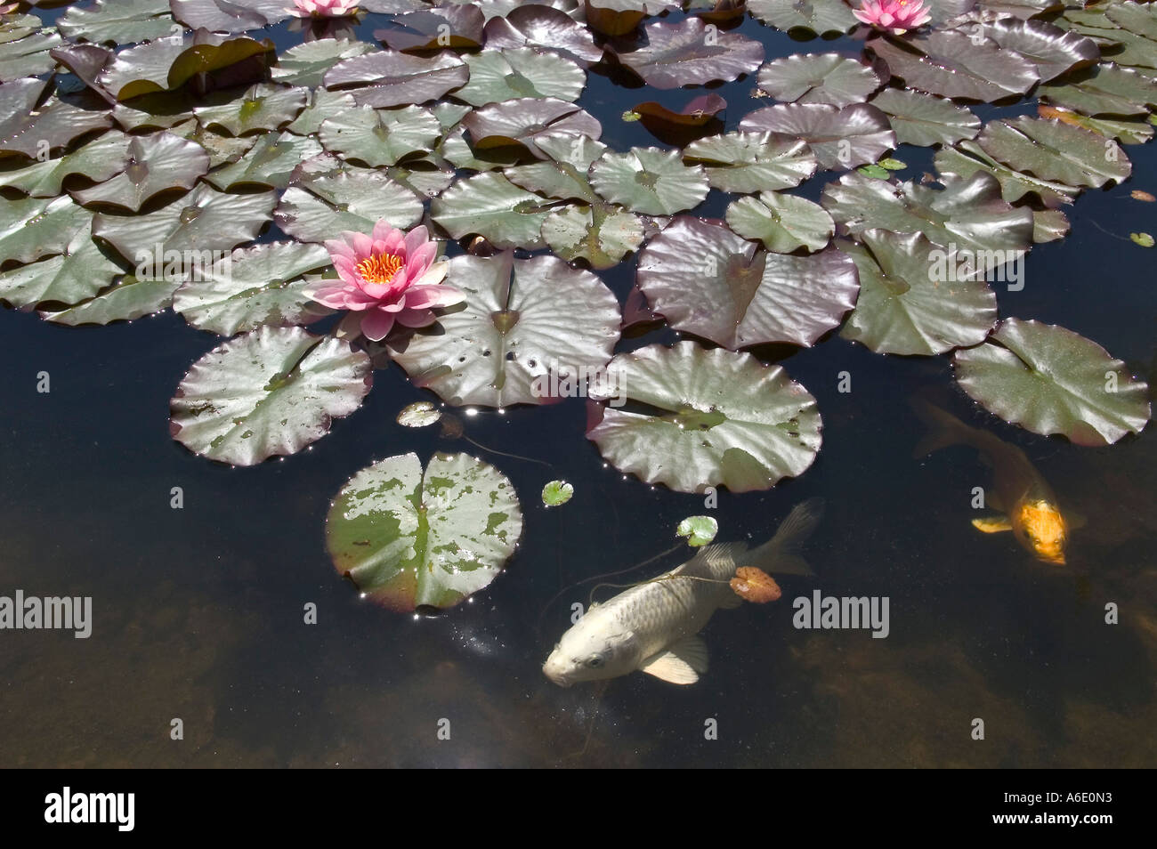 Gold fish plant hi-res stock photography and images - Alamy