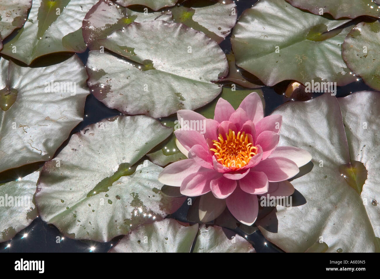 The sea rose pond hi-res stock photography and images - Alamy