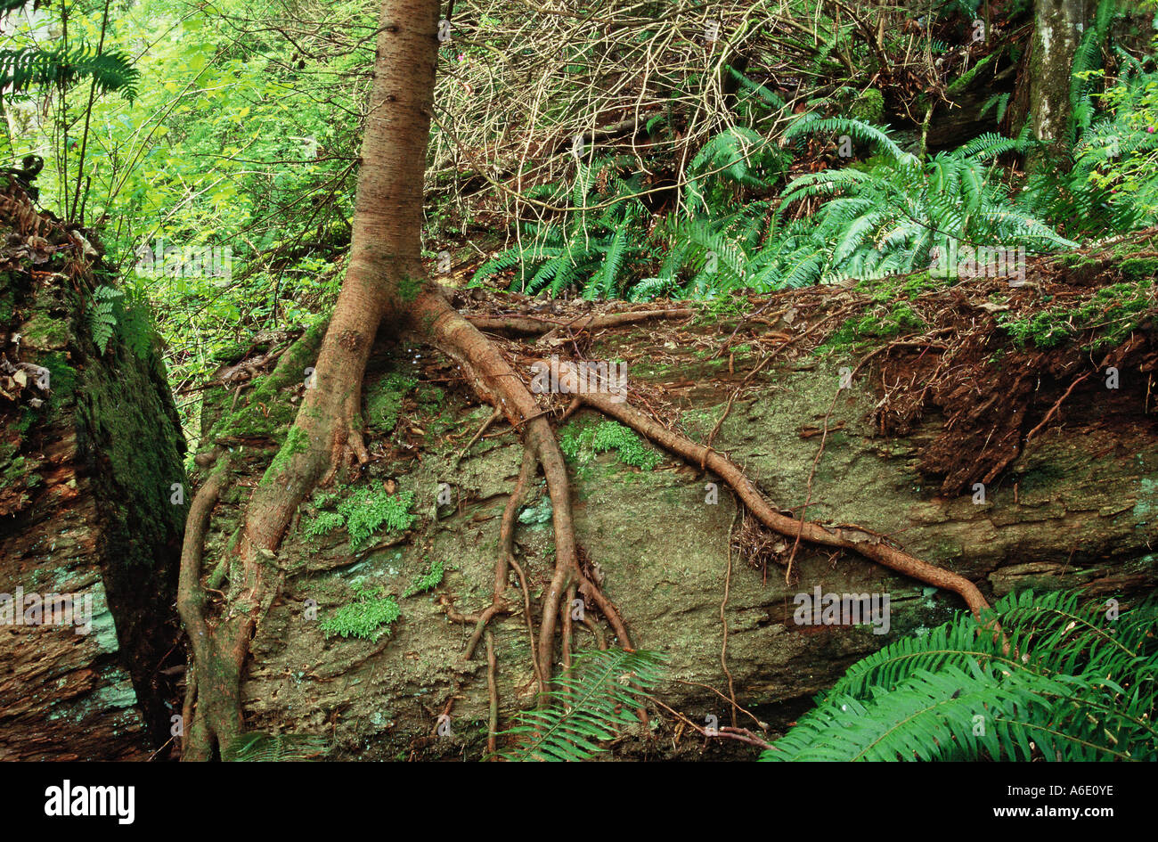 New tree grows out of nurse log, Quadra Island, British Columbia ...