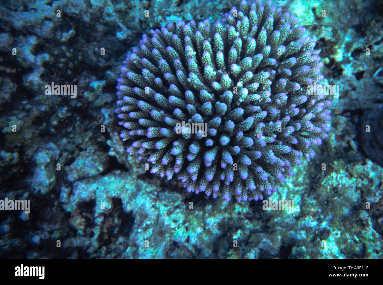 Bleached Coral High Resolution Stock Photography and Images - Alamy