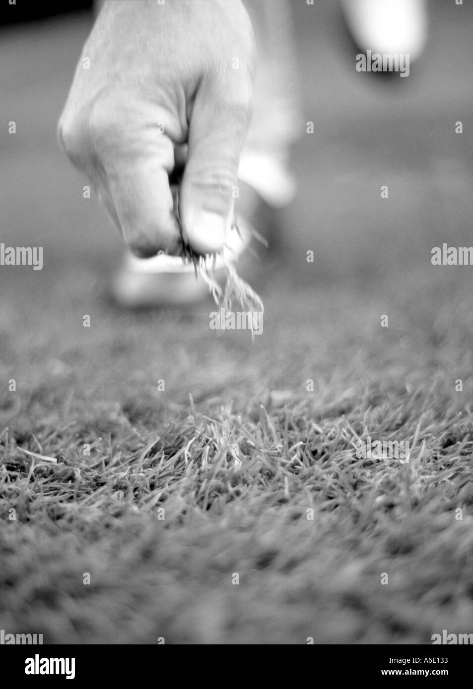 A golfers hand pulling grass out of the ground Stock Photo - Alamy