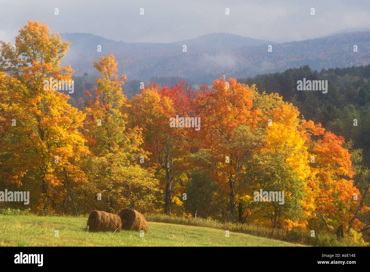 Marshfield farm hi-res stock photography and images - Alamy