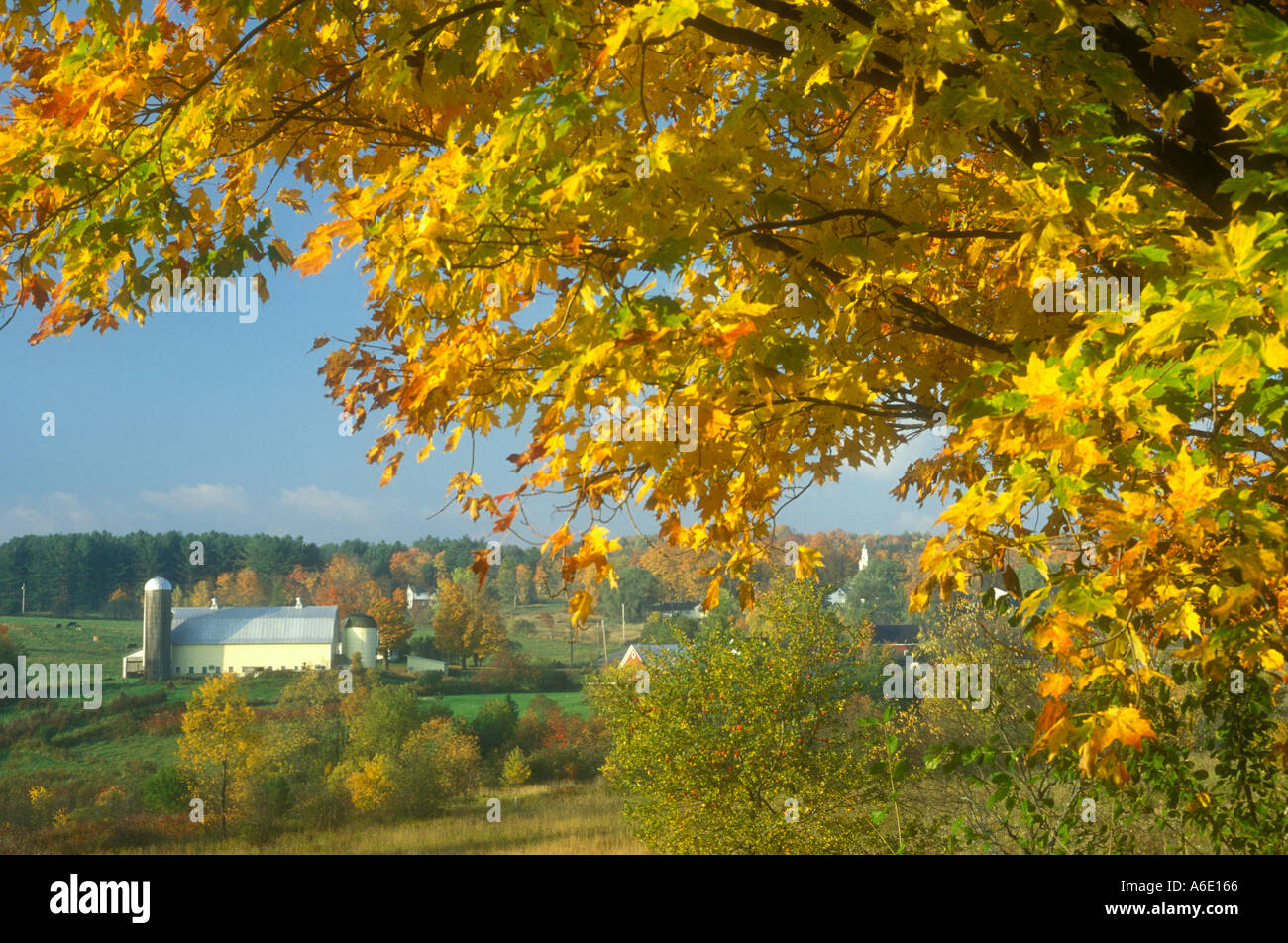 A yellow maple tree in the center hi-res stock photography and images ...