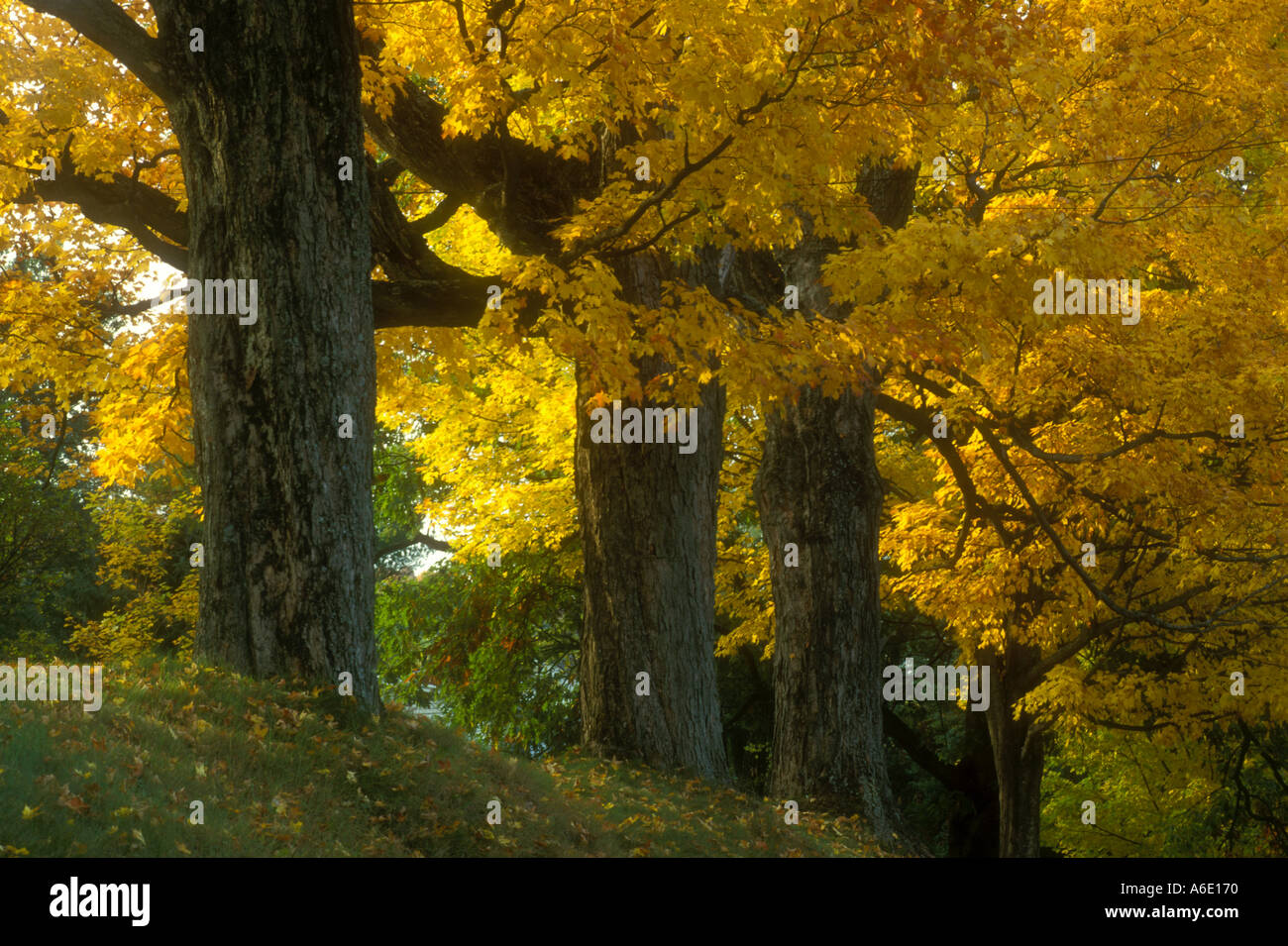 Montpelier maple hi-res stock photography and images - Alamy