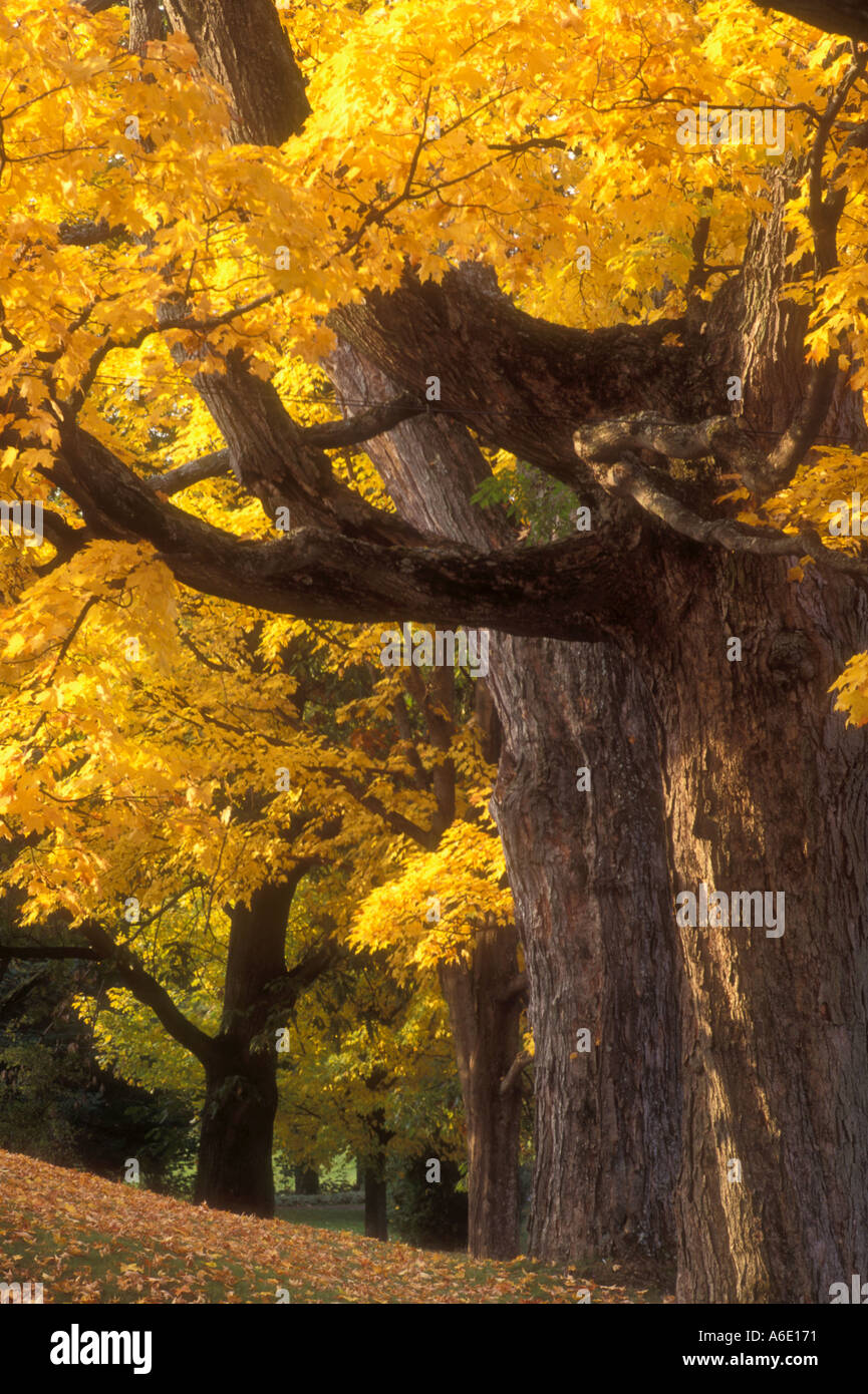 Montpelier maple hi-res stock photography and images - Alamy
