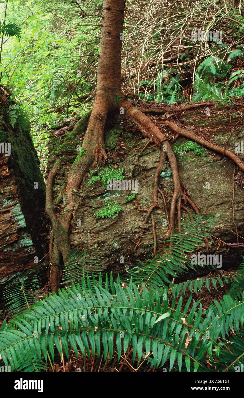 New tree grows out of nurse log, Quadra Island, British Columbia ...