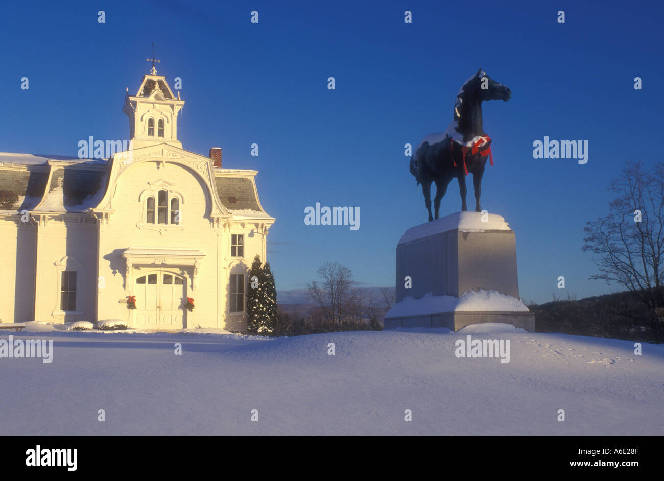 Morgan Horse Vermont High Resolution Stock Photography and Images - Alamy