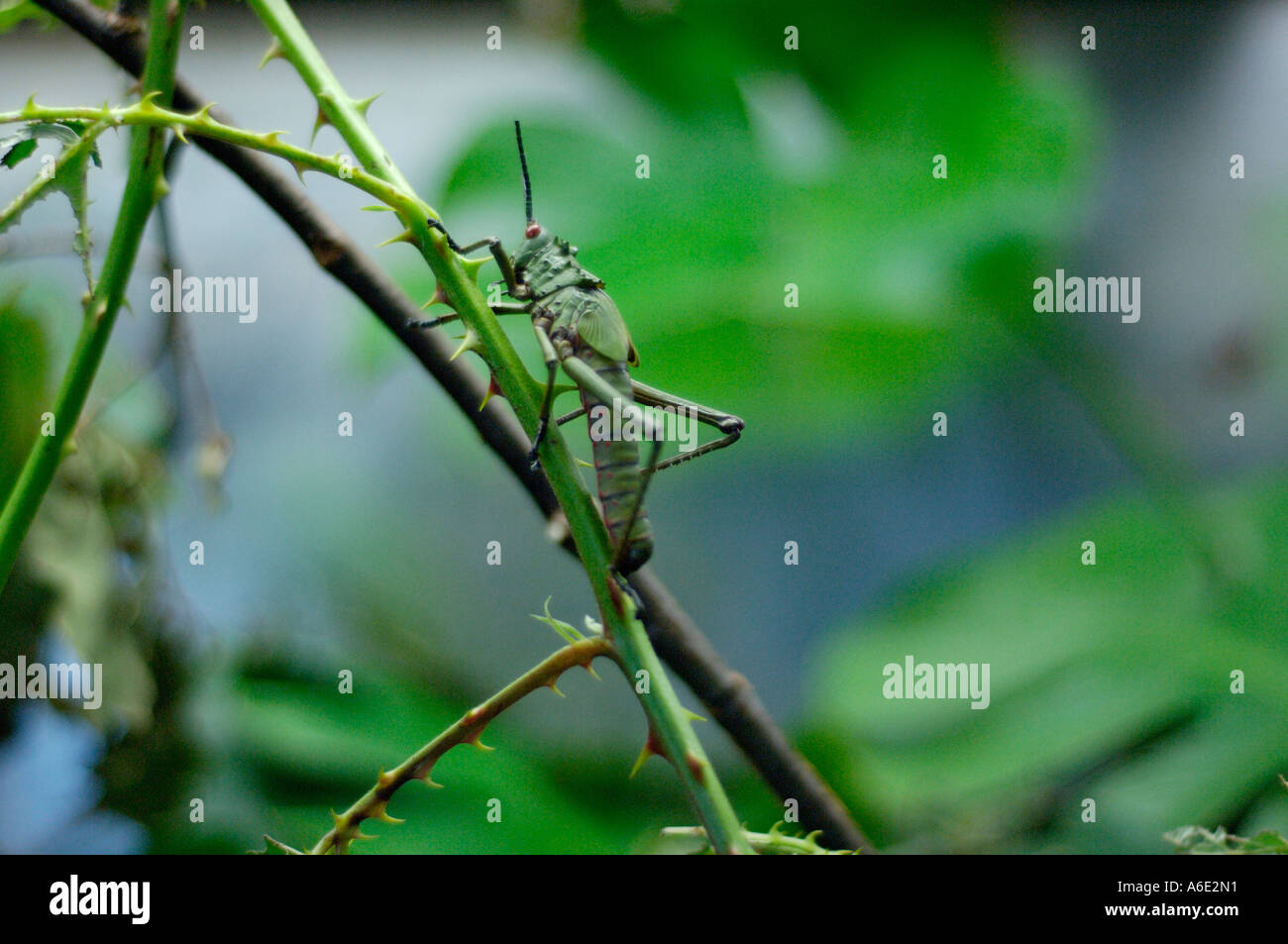 Bush-crickets Tropidacris collaris southamerica Stock Photo - Alamy