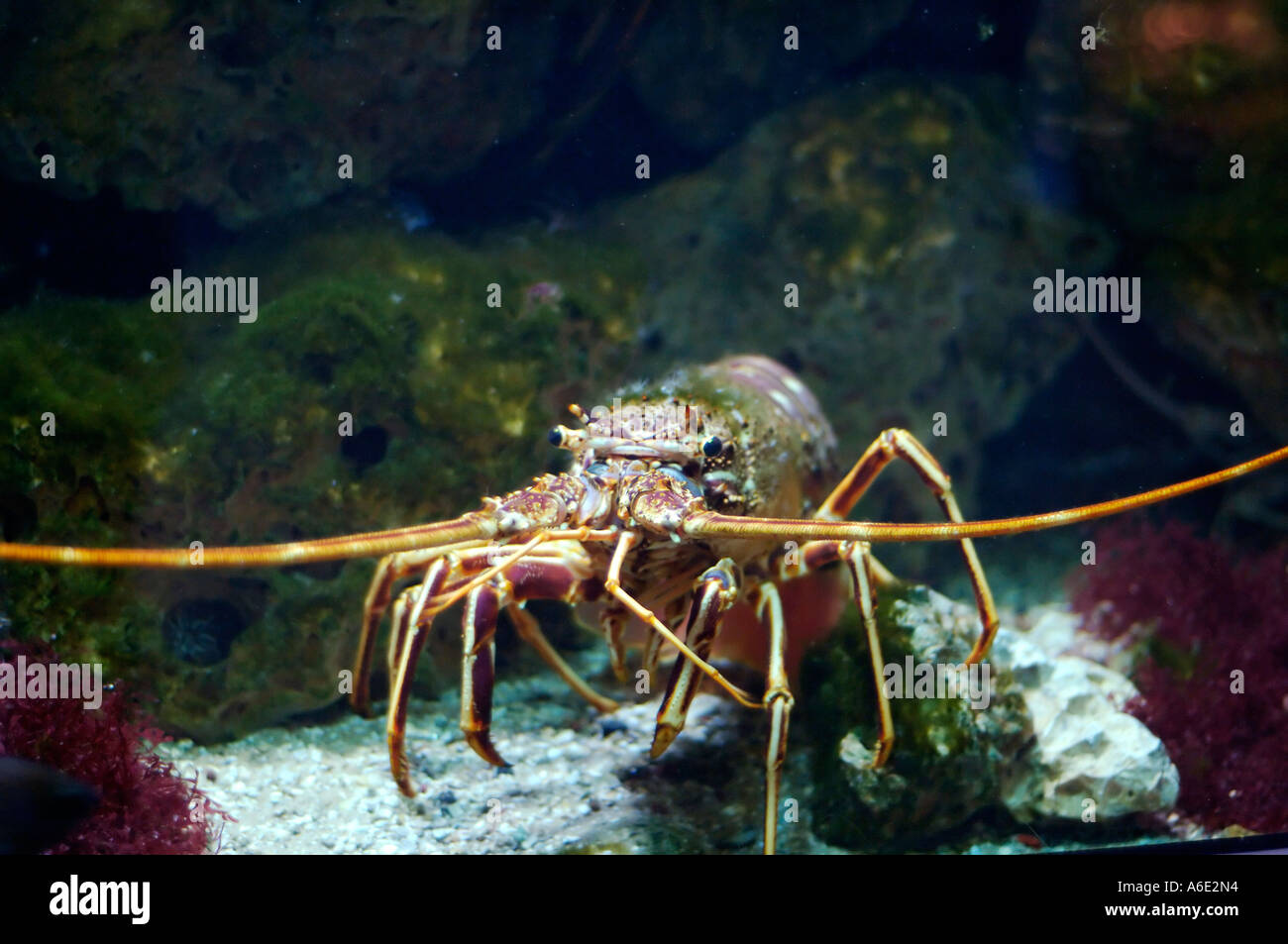 Palinurus vulgaris hi-res stock photography and images - Alamy