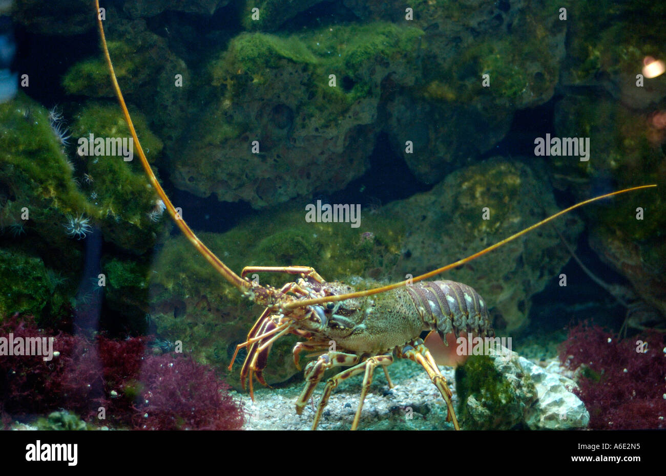 Palinurus vulgaris hi-res stock photography and images - Alamy